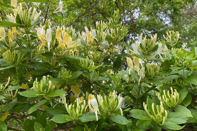 How Grow Climbing Honeysuckle Vines | Gardener's Path