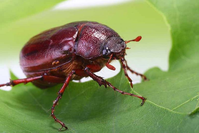 How to Identify and Control White Grubs | Gardener’s Path