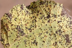 How to Identify and Control Scale Insects | Gardener’s Path
