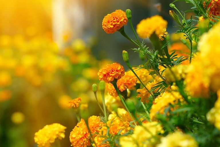 How to Deadhead Marigolds | Gardener’s Path