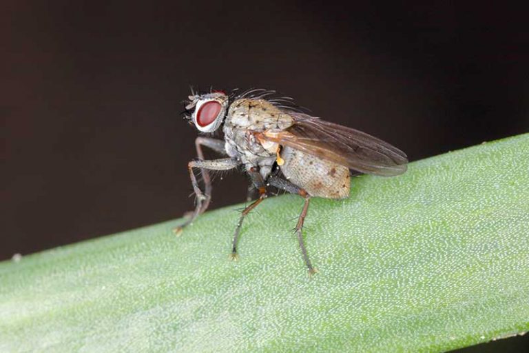 How to Identify and Control Root Maggots | Gardener’s Path
