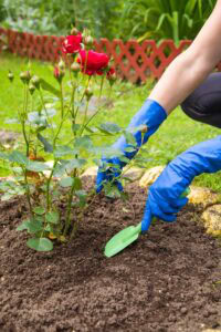 Planting Rose Bushes: Step by Step Instructions | Gardener’s Path