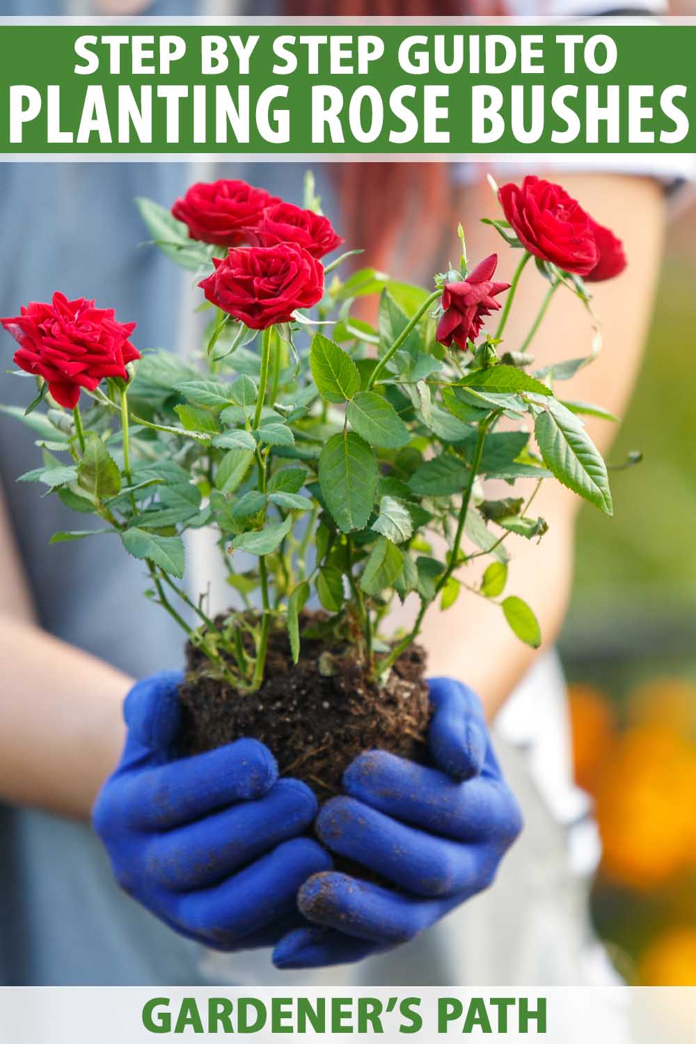 Planting Rose Bushes: Step by Step Instructions | Gardener’s Path