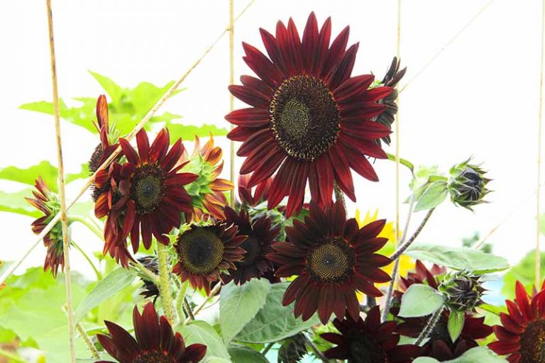 15 of the Best Sunflower Varieties to Grow at Home | Gardener’s Path