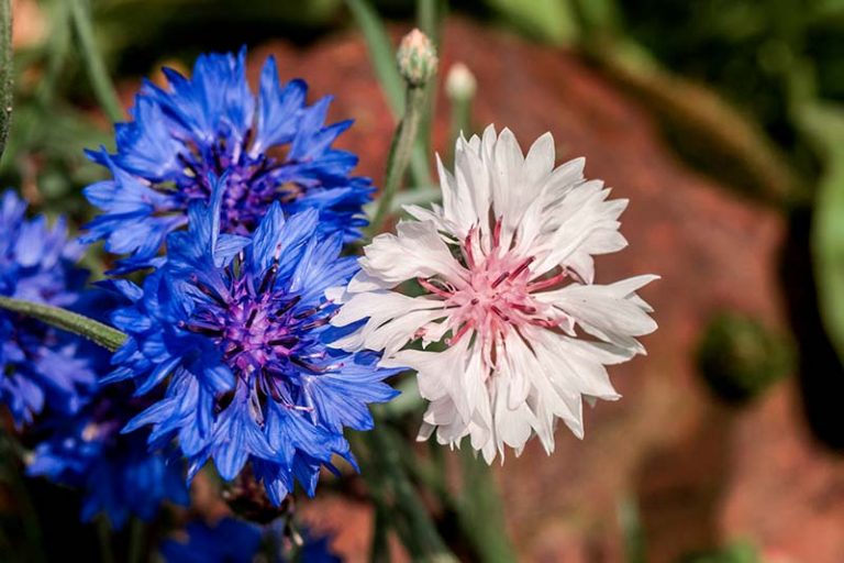 How to Propagate Bachelor’s Button from Seed | Gardener's Path