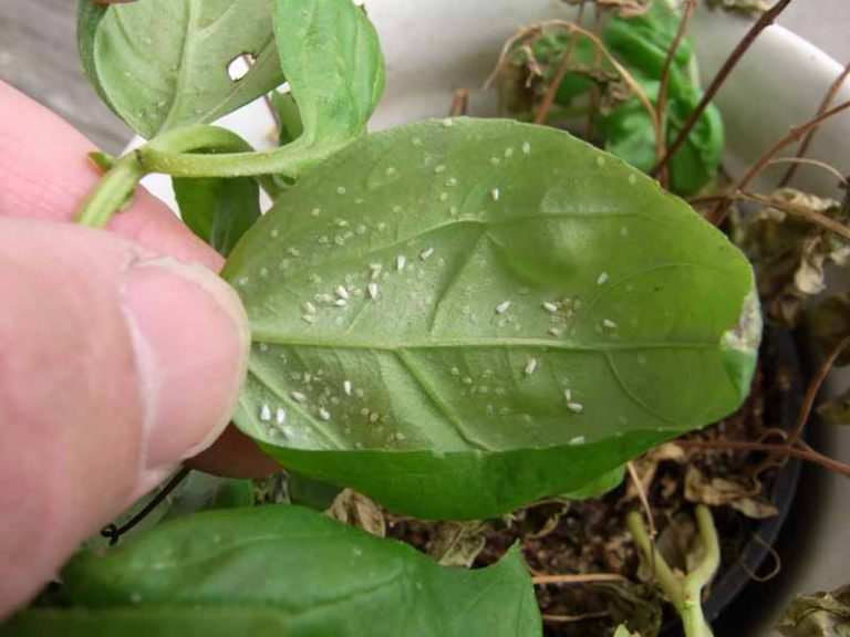 How to Identify and Control Whiteflies | Gardener’s Path