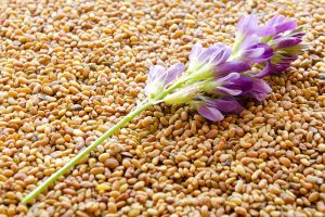 How to Plant and Grow Alfalfa Outdoors | Gardener’s Path