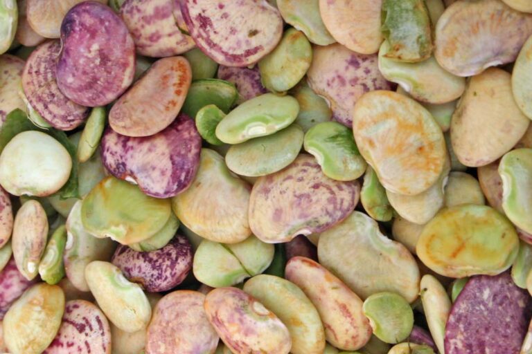 13 of the Best Lima and Butter Bean Cultivars | Gardener’s Path