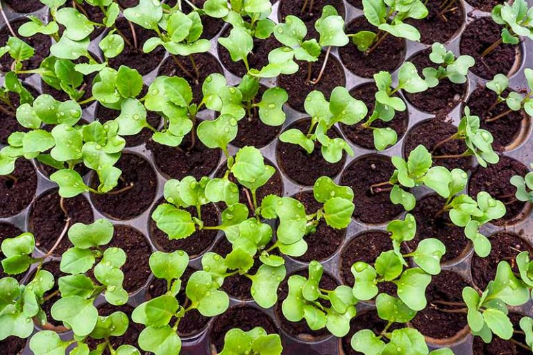 Bok Choy Spacing: How Far Apart to Plant | Gardener’s Path