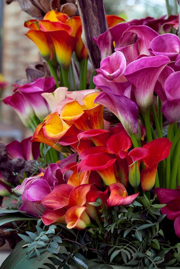 How to Grow and Care for Calla Lilies | Gardener’s Path
