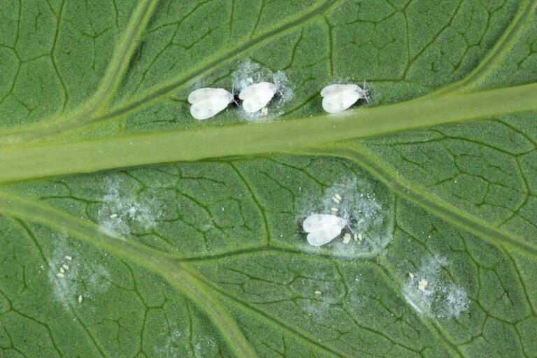 How to Recognize and Manage 9 Common Cauliflower Pests