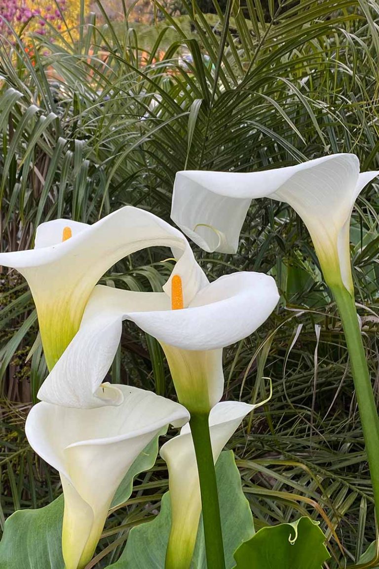 How to Grow and Care for Calla Lilies | Gardener’s Path