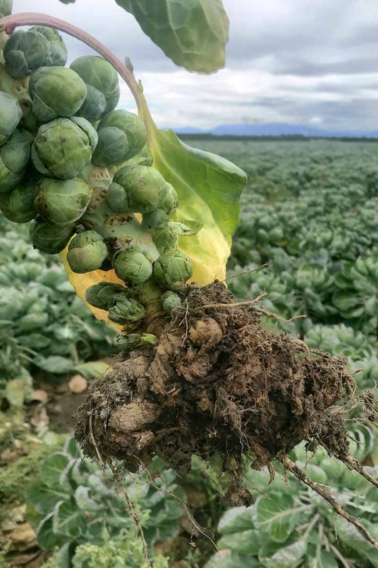 How to Identify and Manage Brussels Sprout Diseases | Gardener’s Path