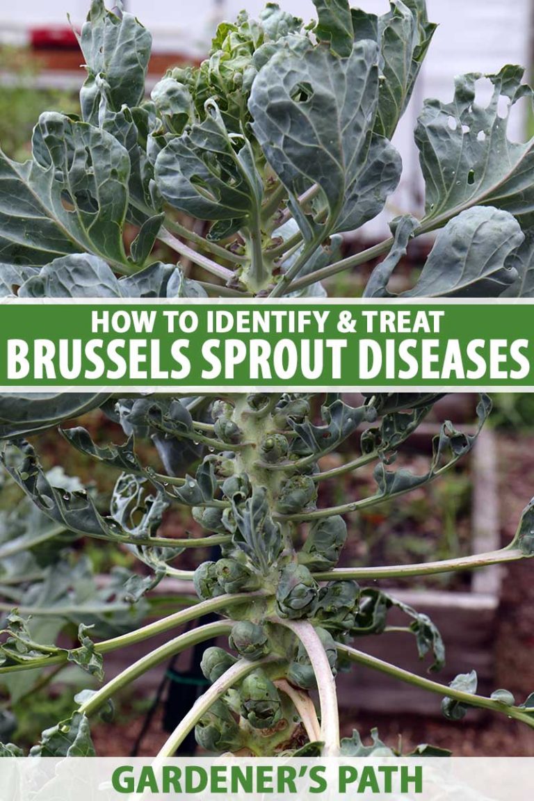 How to Identify and Manage Brussels Sprout Diseases | Gardener’s Path