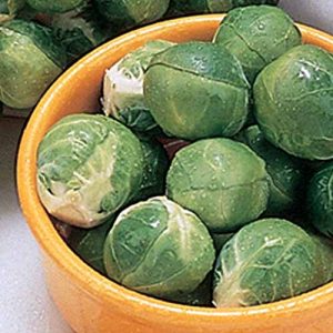 How to Identify and Manage Brussels Sprout Diseases | Gardener’s Path