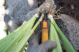 How to Lift, Divide, and Transplant Iris Plants | Gardener’s Path