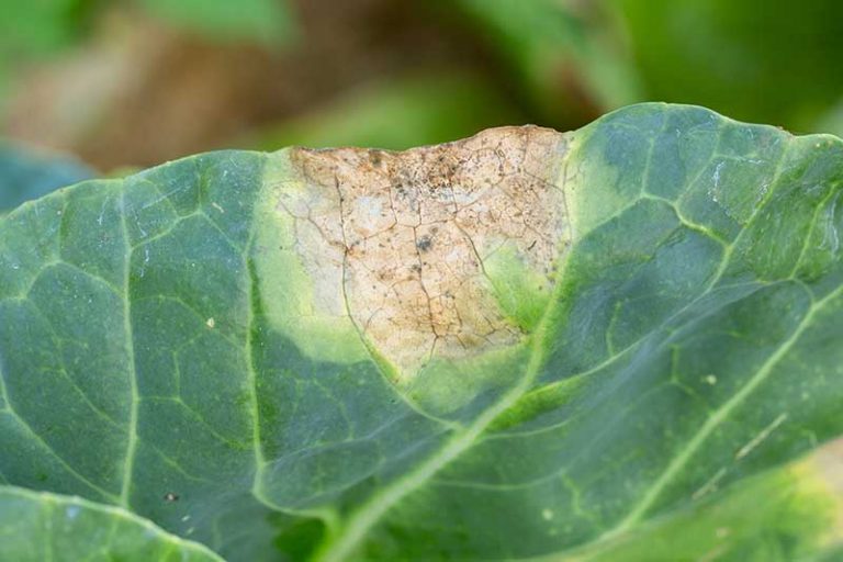 How to Identify and Manage Brussels Sprout Diseases | Gardener’s Path