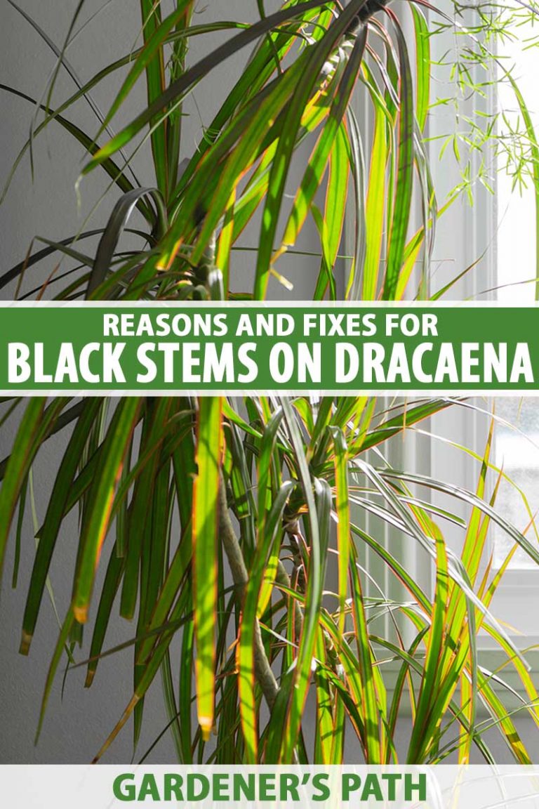 What To Do When Dracaena Has Black Stems | Gardener’s Path