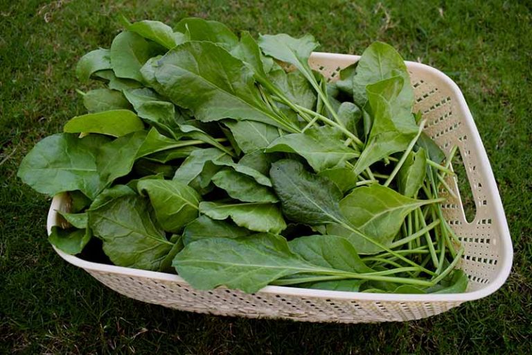 Tips for Growing Spinach in Containers | Gardener’s Path