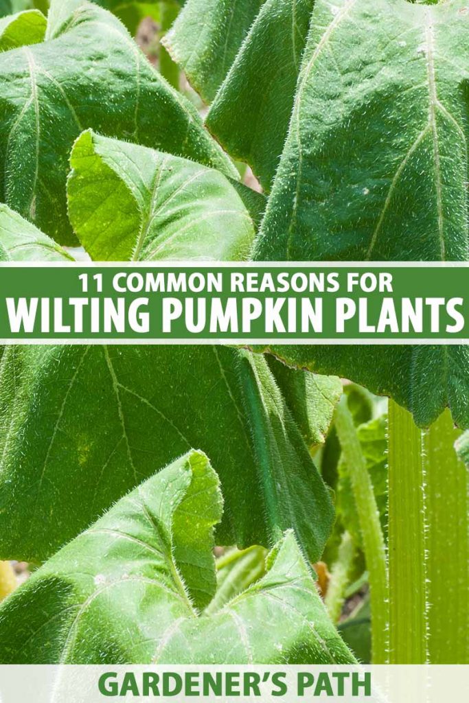 Why Is My Pumpkin Plant Wilting? Troubleshooting Tips