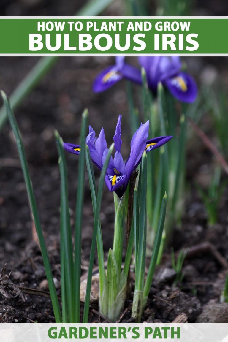 How to Grow and Care for Bulbous Iris | Gardener’s Path