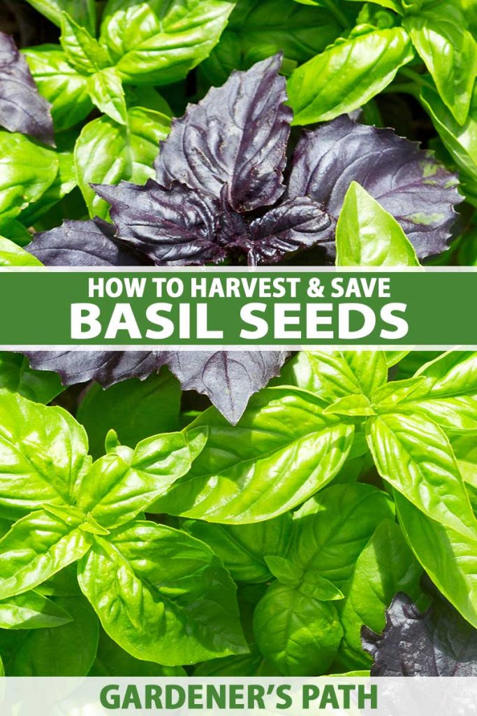 How to Harvest and Save Basil Seed | Gardener’s Path