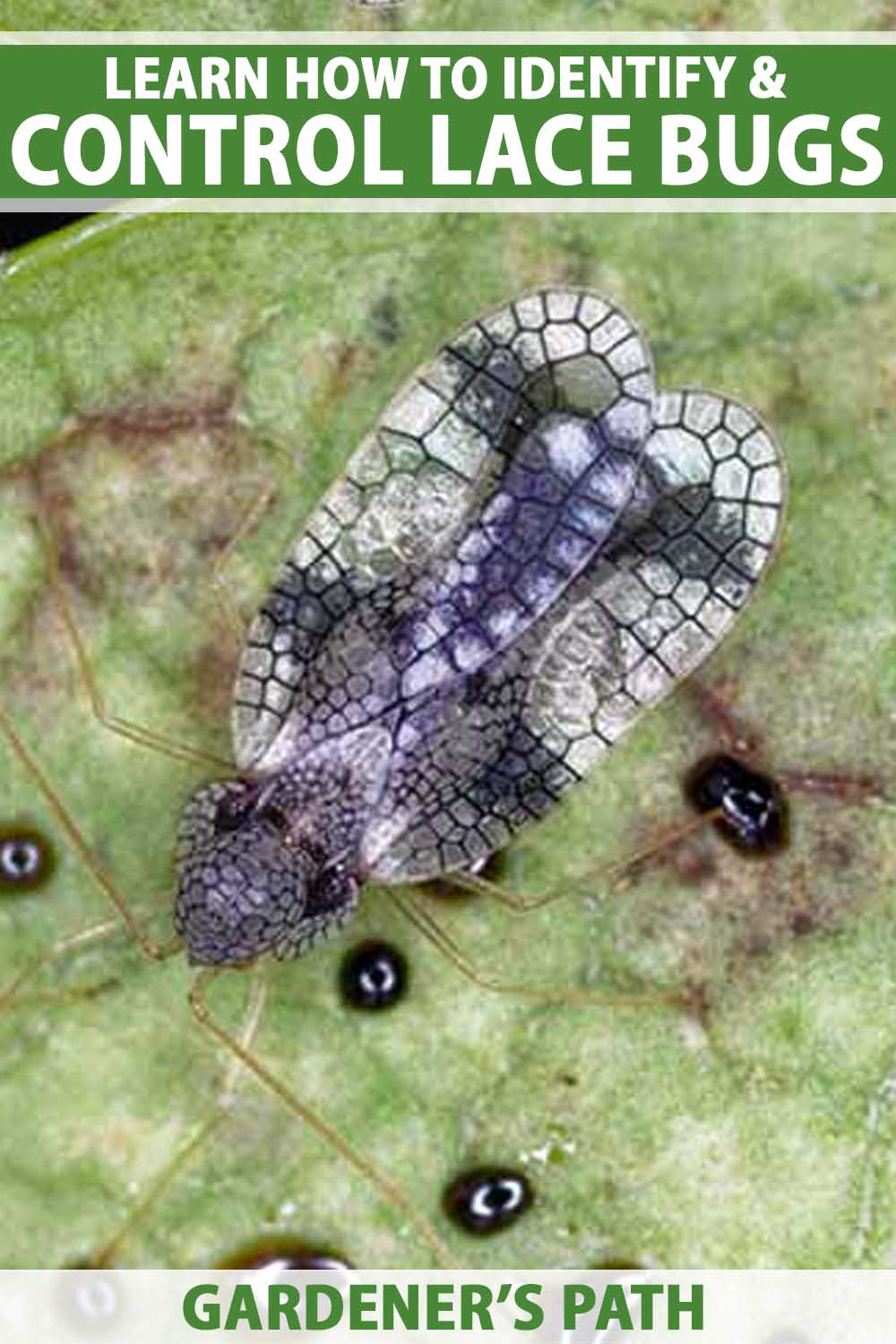 How to Identify and Control Lace Bugs | Gardener’s Path