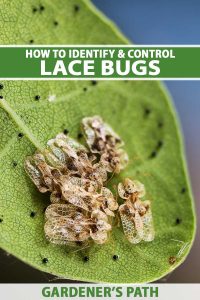 How to Identify and Control Lace Bugs | Gardener’s Path