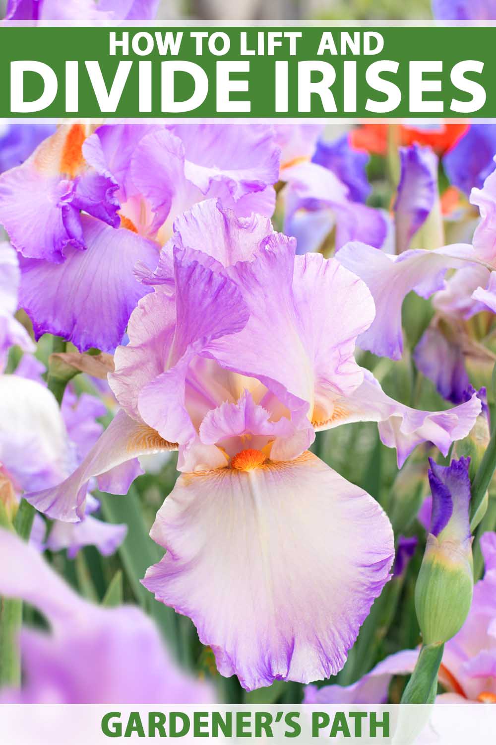 How to Lift, Divide, and Transplant Iris Plants | Gardener’s Path