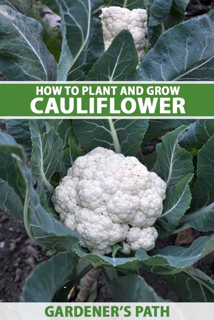 How to Plant and Grow Cauliflower | Gardener’s Path