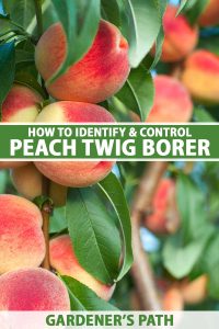How to Identify and Control Peach Twig Borers | Gardener’s Path