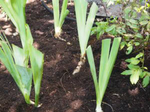 How to Lift, Divide, and Transplant Iris Plants | Gardener’s Path