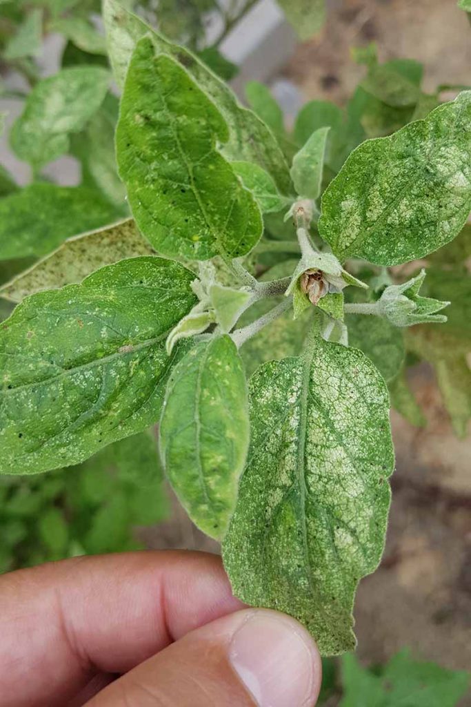 How to Identify and Control Lace Bugs | Gardener’s Path