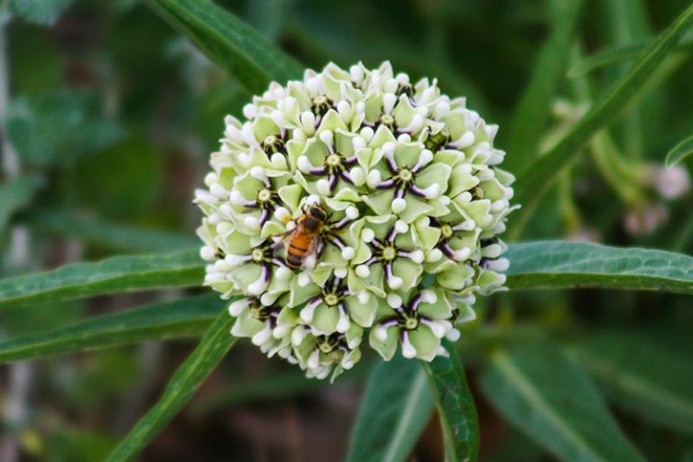15 of the Best Types of Milkweed for Monarch Butterflies | Gardener’s Path