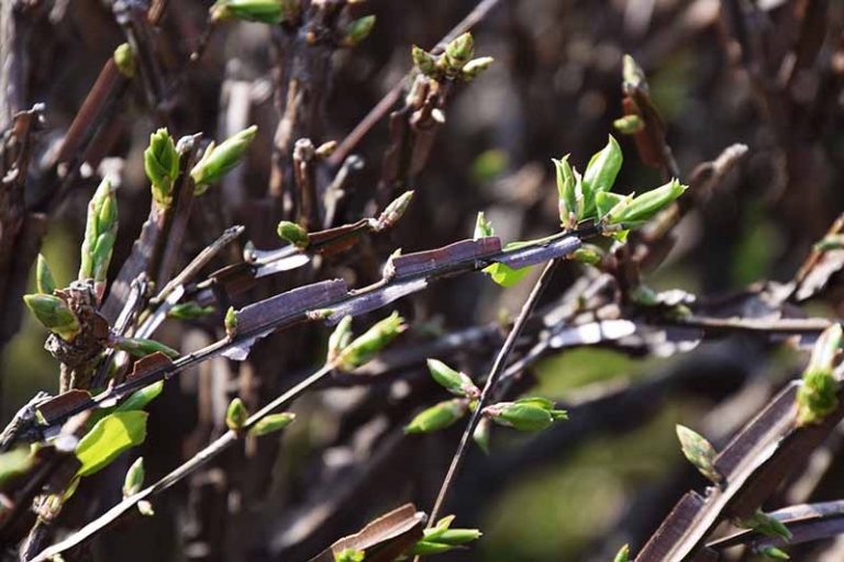 How to Grow and Care for Burning Bushes | Gardener’s Path