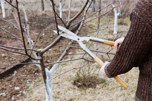 How to Grow and Care for Apricot Trees | Gardener’s Path