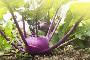 Tips for Harvesting and Eating Kohlrabi Greens | Gardener’s Path