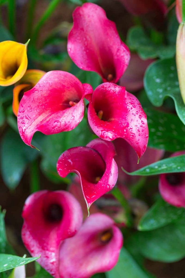 How To Take Care Of Red Calla Lily