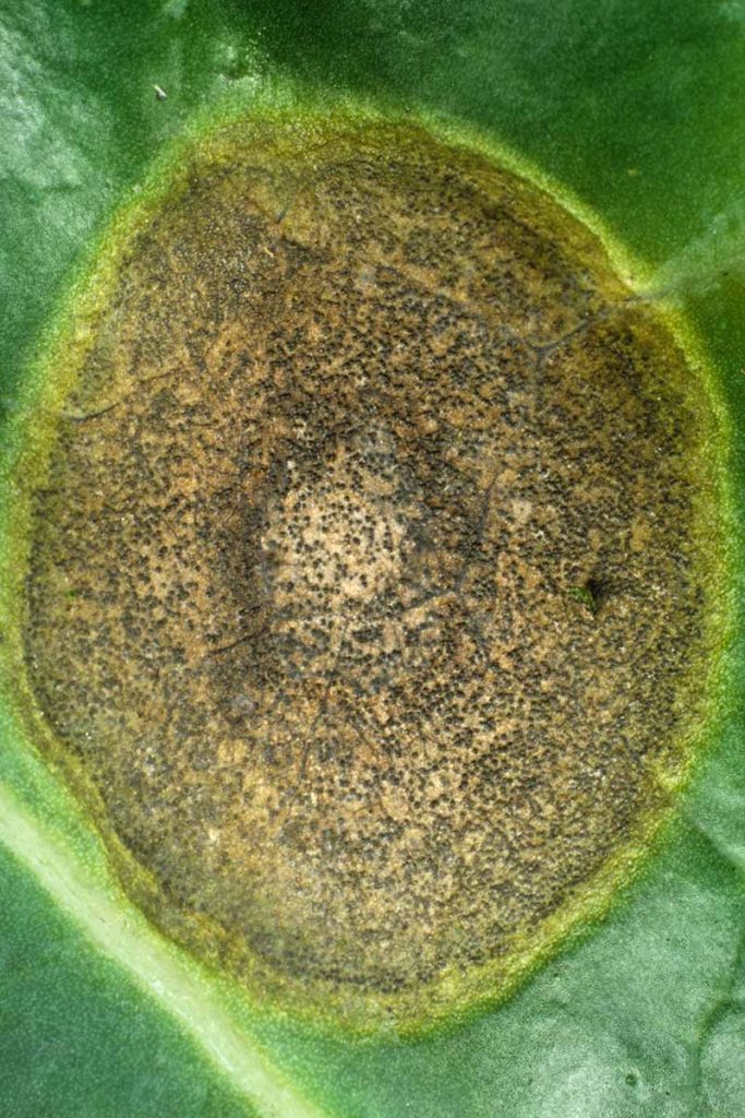 How to Identify and Manage Brussels Sprout Diseases | Gardener’s Path