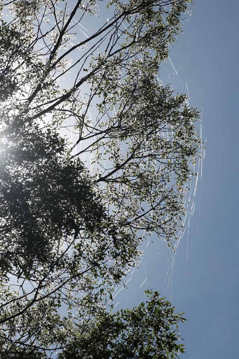 How to Identify and Control Gypsy Moths | Gardener’s Path