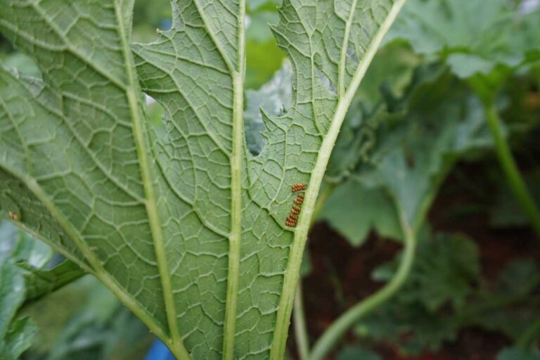 How to Identify and Control Squash Bugs | Gardener’s Path