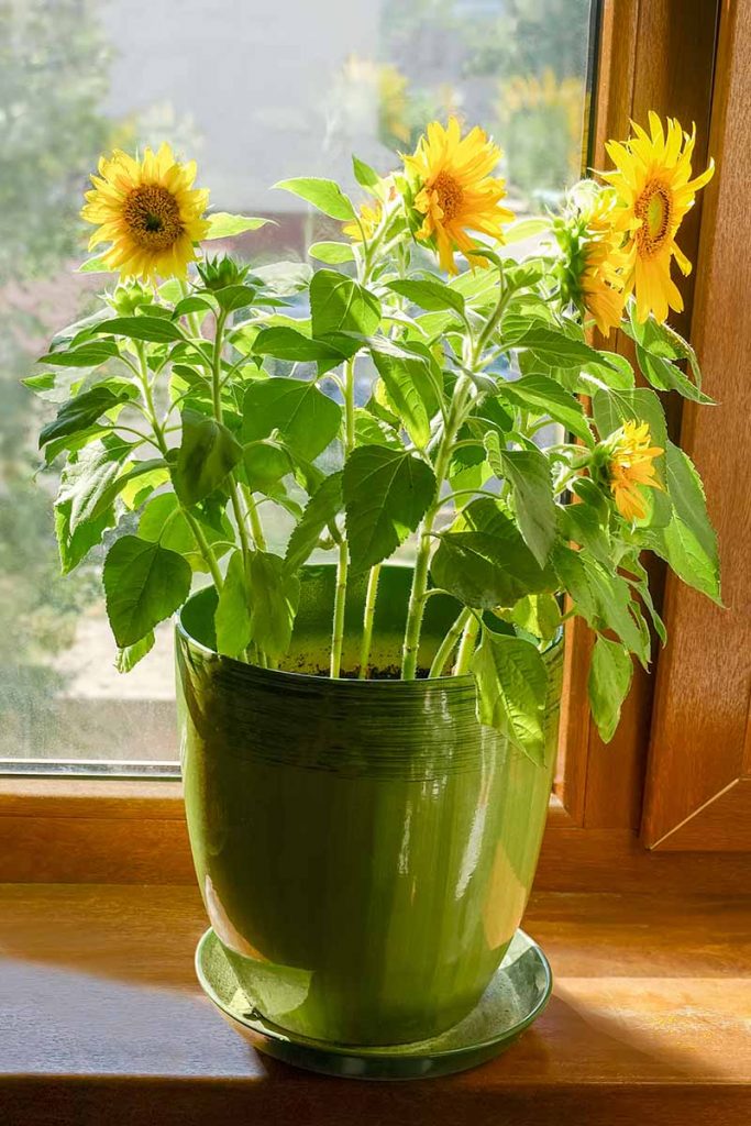 How to Grow Sunflowers in Containers | Gardener’s Path