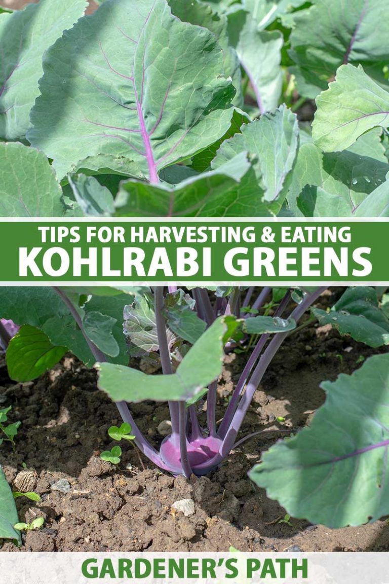 Tips for Harvesting and Eating Kohlrabi Greens | Gardener’s Path