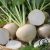 How to Grow Sugar Beets | Gardener’s Path