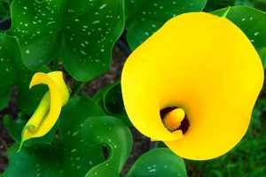 21 of the Best Calla Lilies for Sensational Blooms | Gardener’s Path