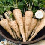 Tips for Growing Parsnips in Containers | Gardener’s Path