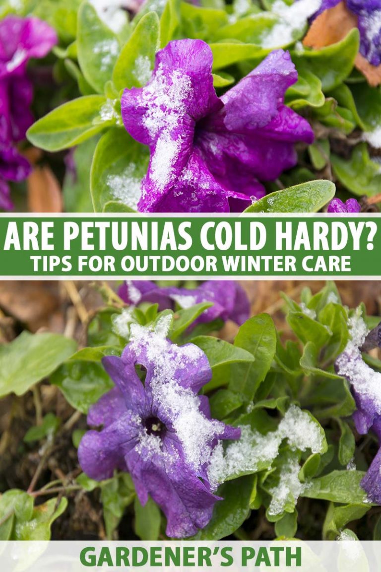Petunia Cold Tolerance
