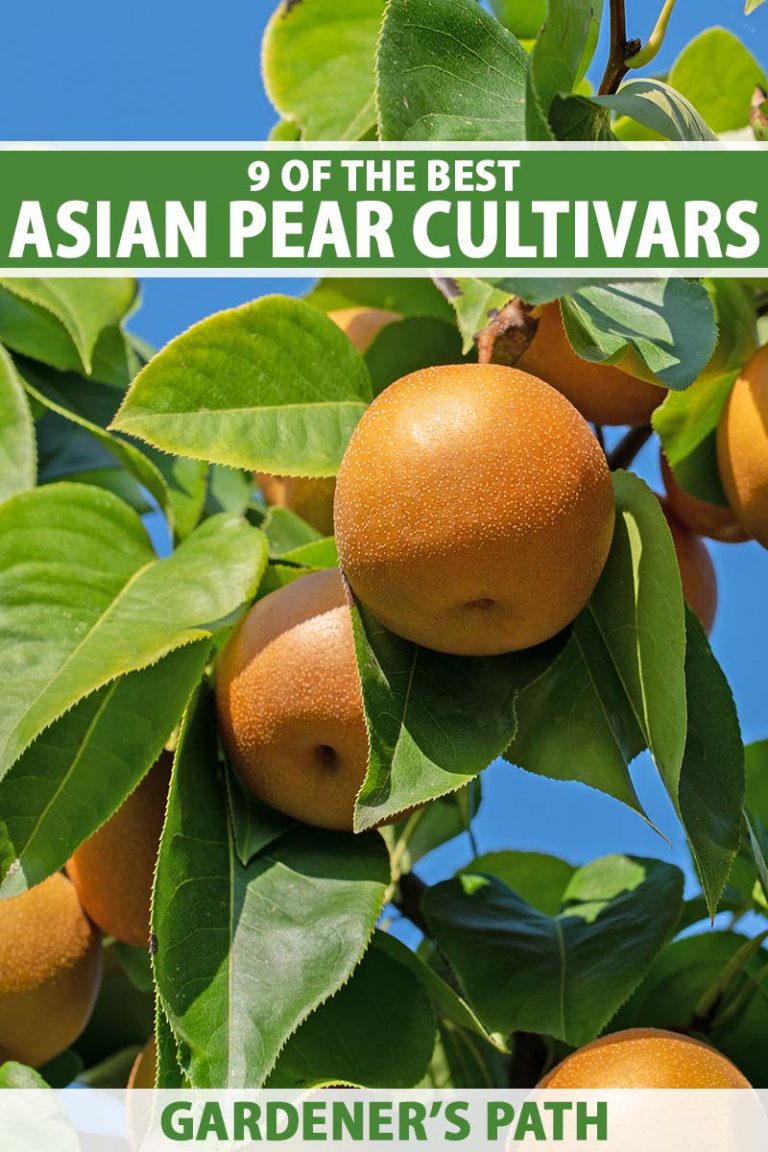 9 of the Best Asian Pear Cultivars | Gardener’s Path