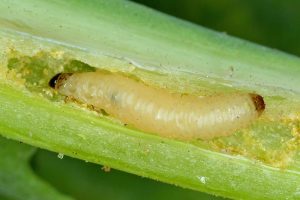 How to Identify and Control Cabbage Pests | Gardener’s Path