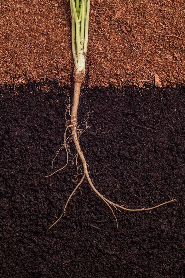 The Benefits of Companion Planting | Gardener’s Path